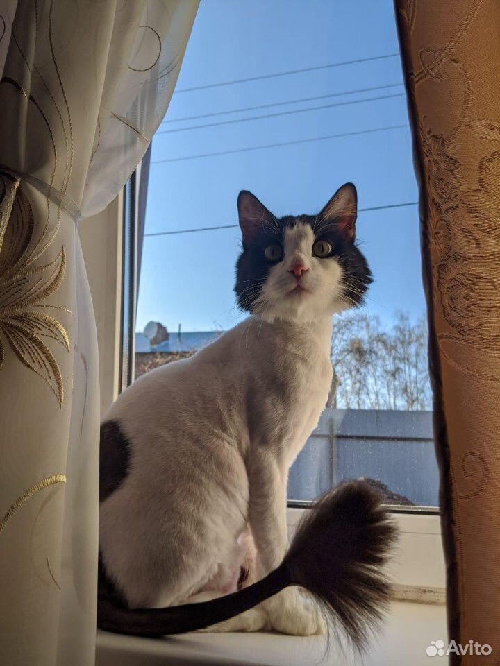 Фреди, котик