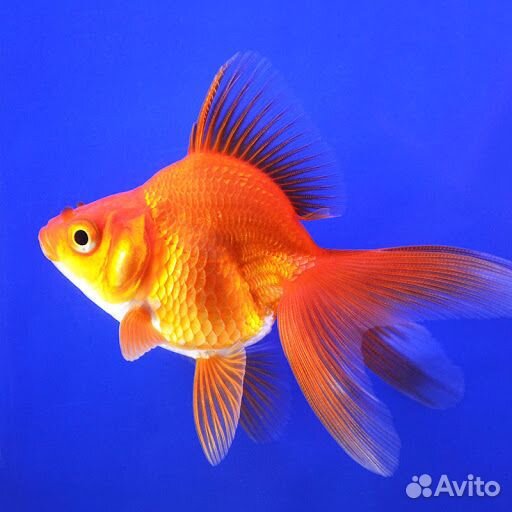 Риукин. Риукин вуалехвост. Золотая рыбка