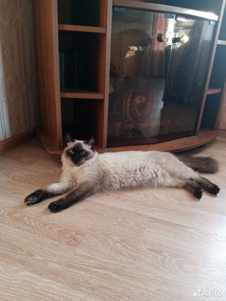 Кошка