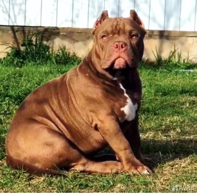 Американский Булли - Феррари булли