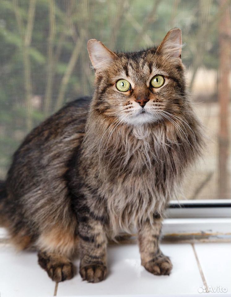 Кошка Айза ищет дом