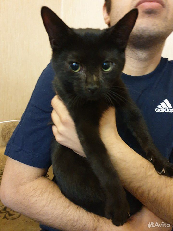 Черный котенок Перчик ищет дом