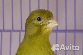 Кенар зеленый в хорошие руки