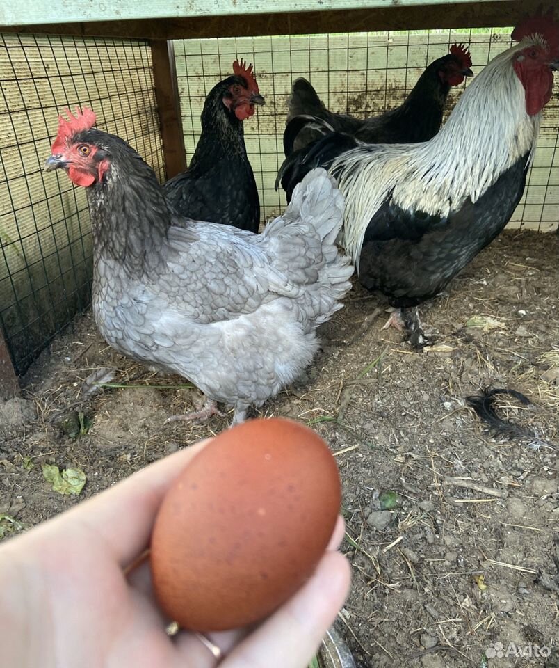 Семья Маранов