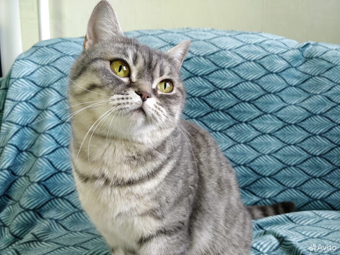 Кошка