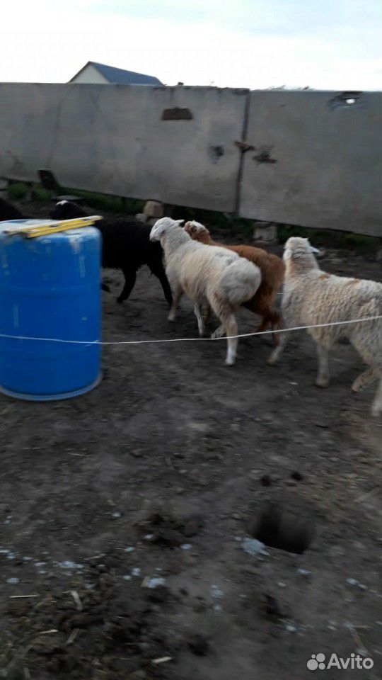 Ягнята, баранчики и ярки