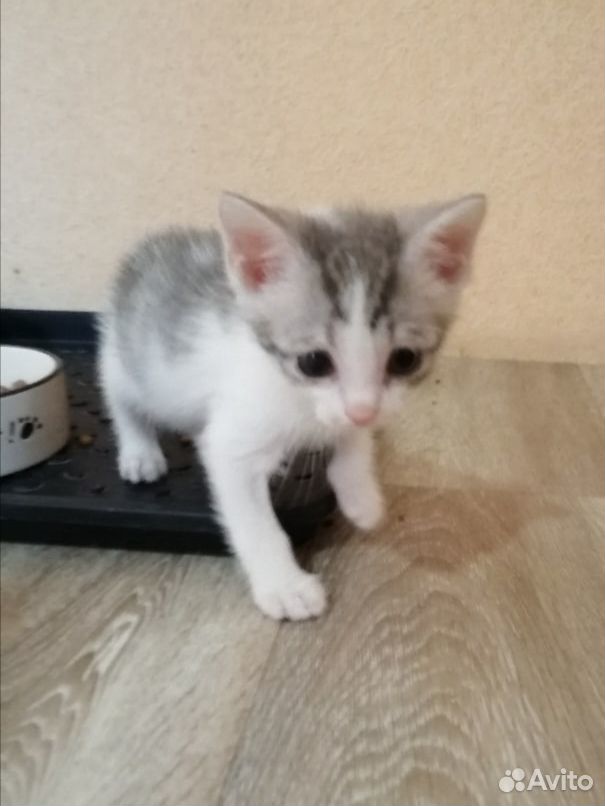 Котёнок Неженка, девочка 2 месяца