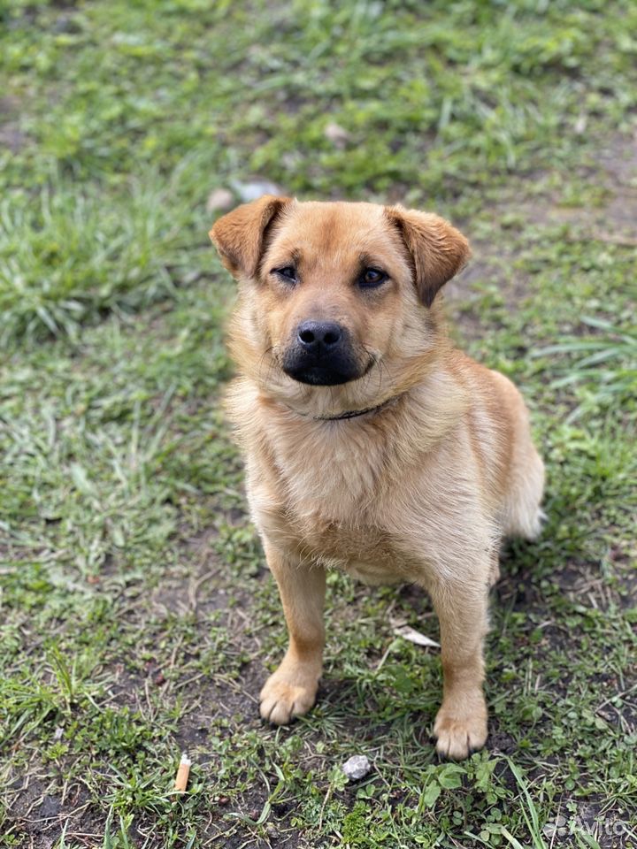 Собака рыжик (парень)