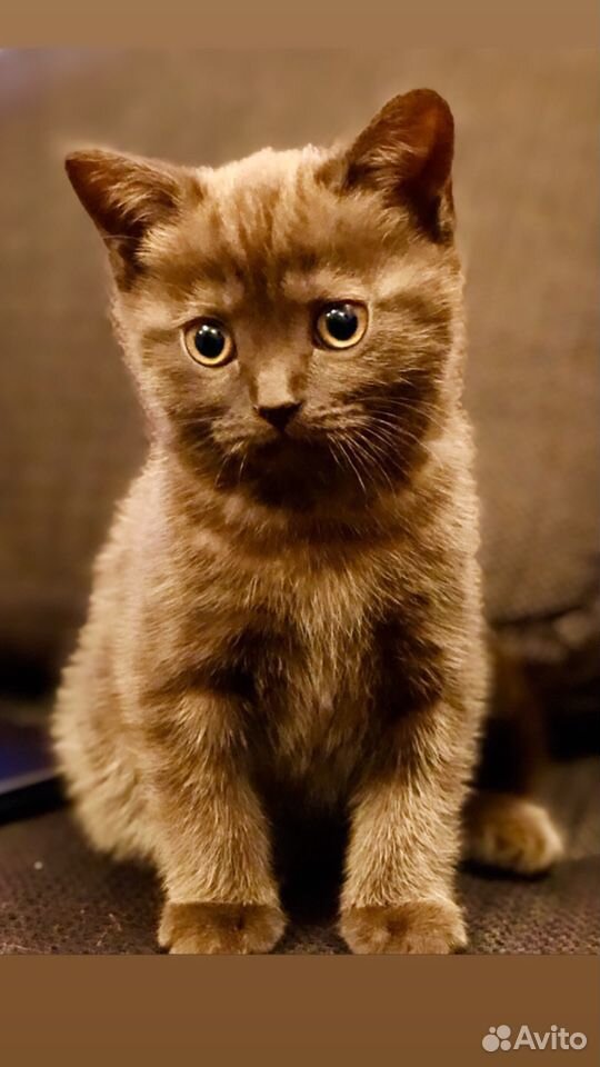 Продаются британские котята