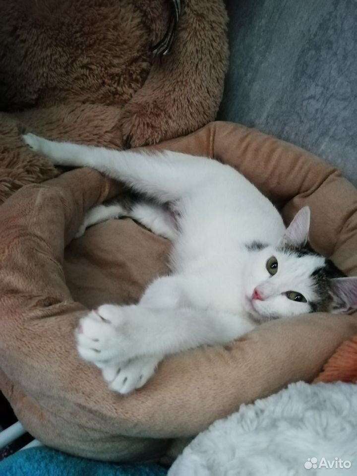 Отдам молодую кошечку