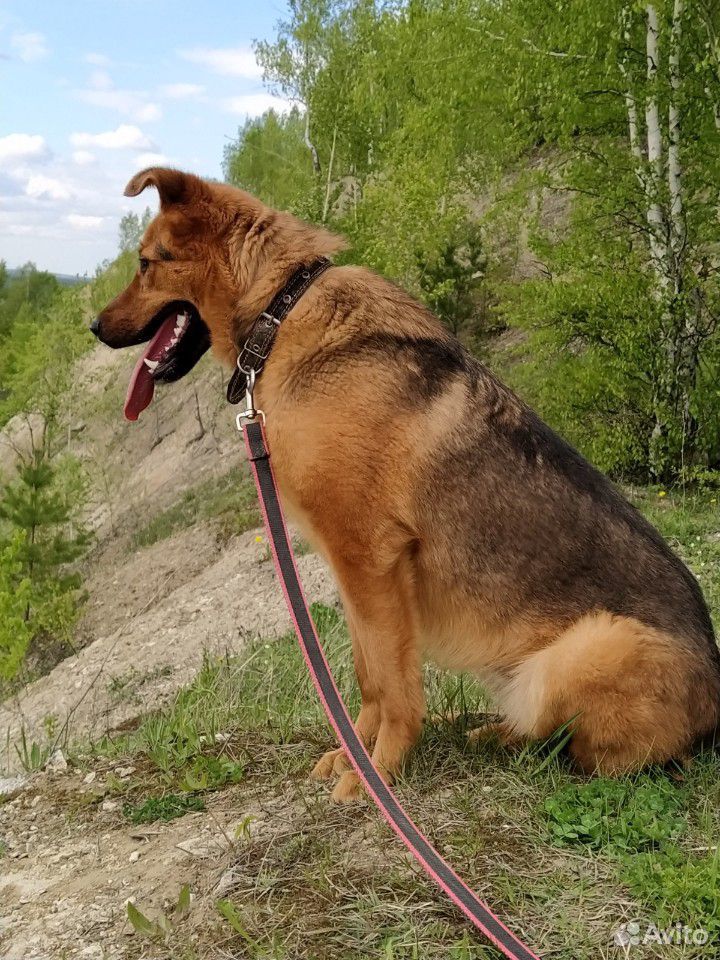 Метис вео девочка