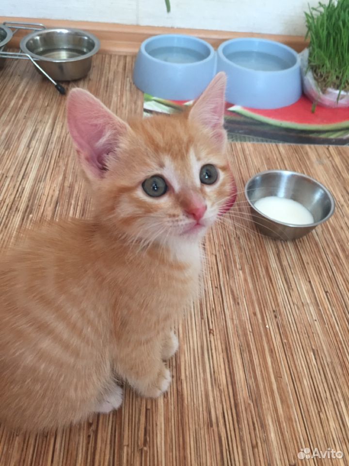 Рыженькое Чудо