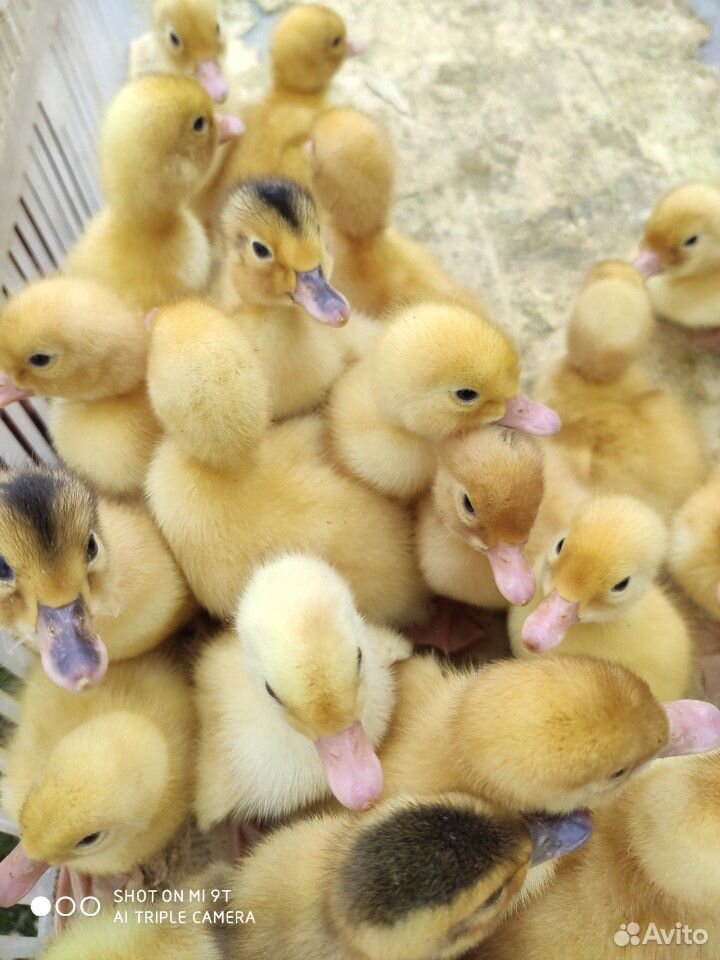 Утята, гусята суточные