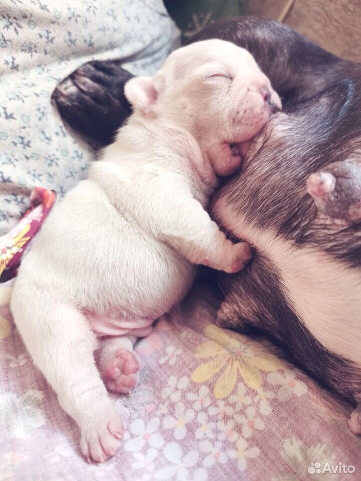 Белый Принц