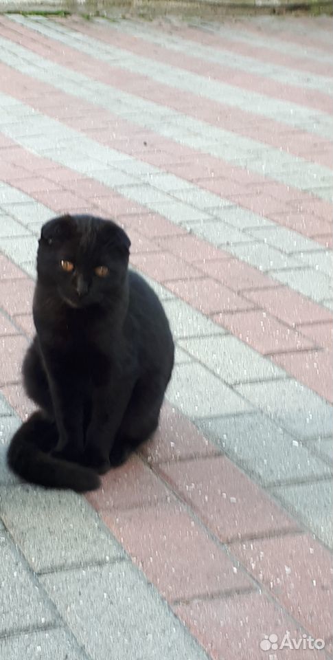 Отдам котят