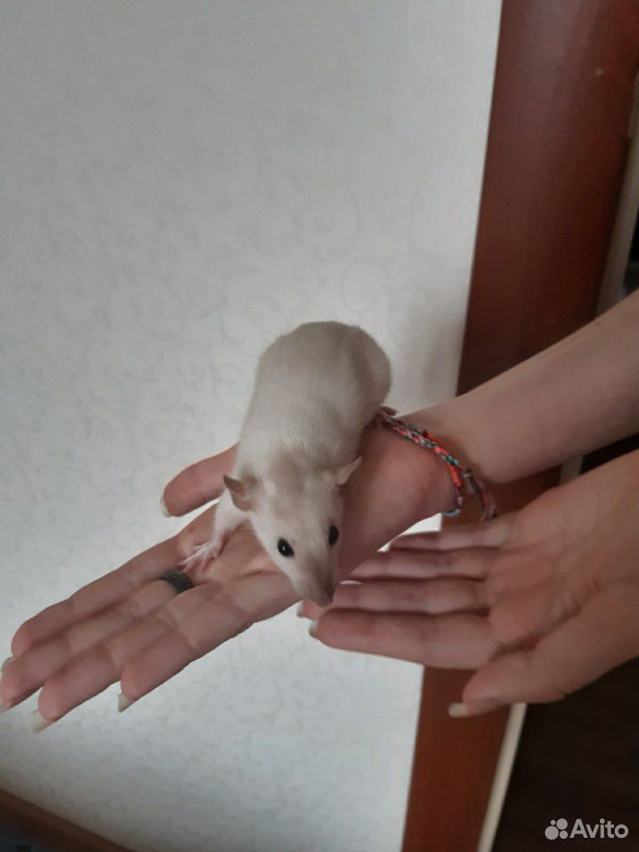 Крыса, сиамская дамбо