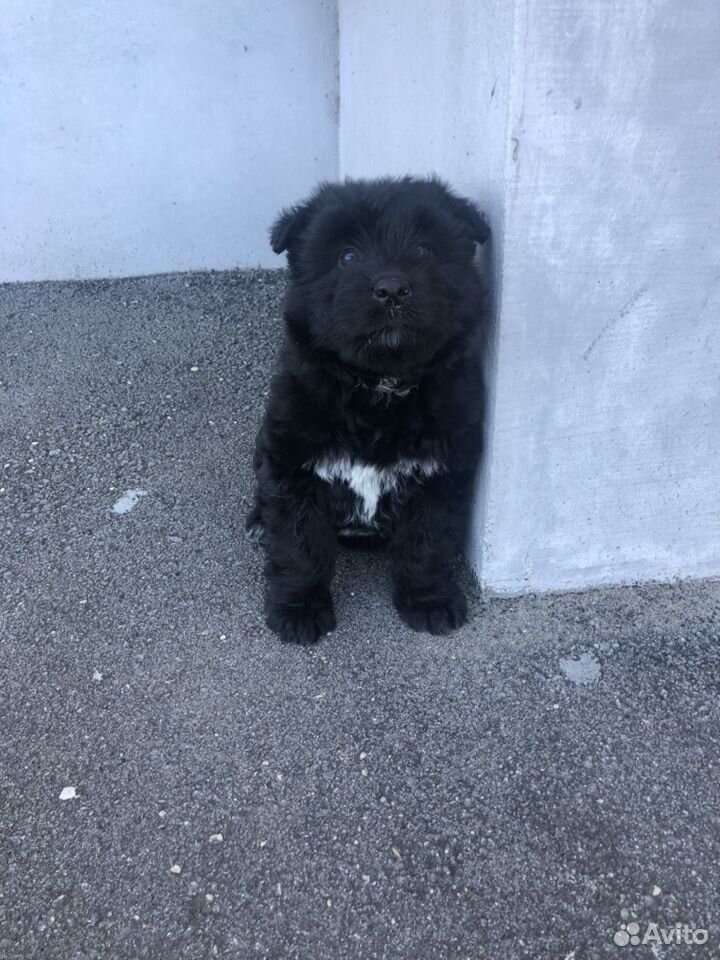 Щенок помесь Ньюфаундленд