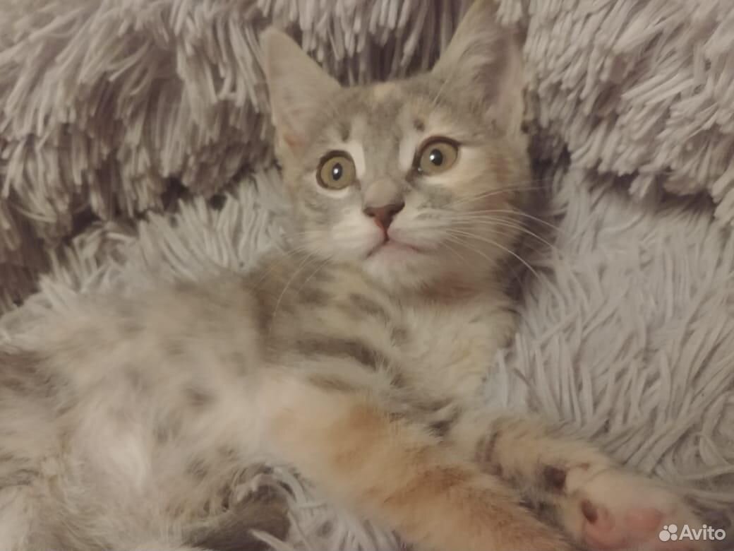 Очаровательная кошечка котёнок в добрые руки