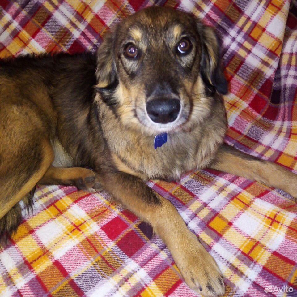 Небольшой песик Бимка в дар