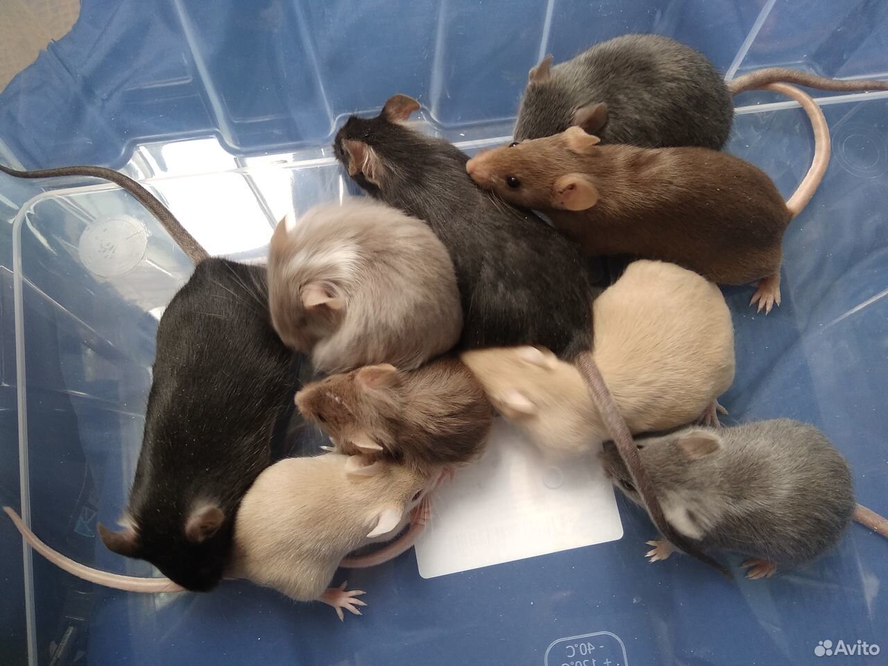 Декоративные мыши