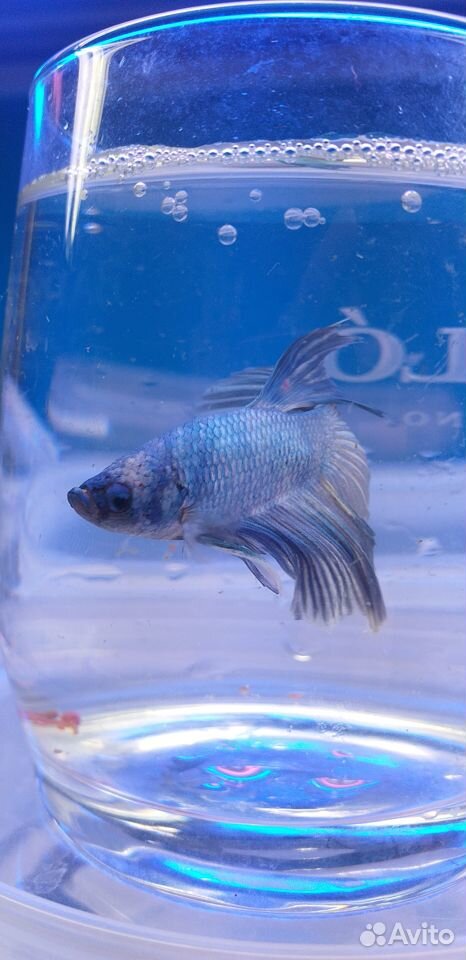 Рыбка петушок небесно голубой