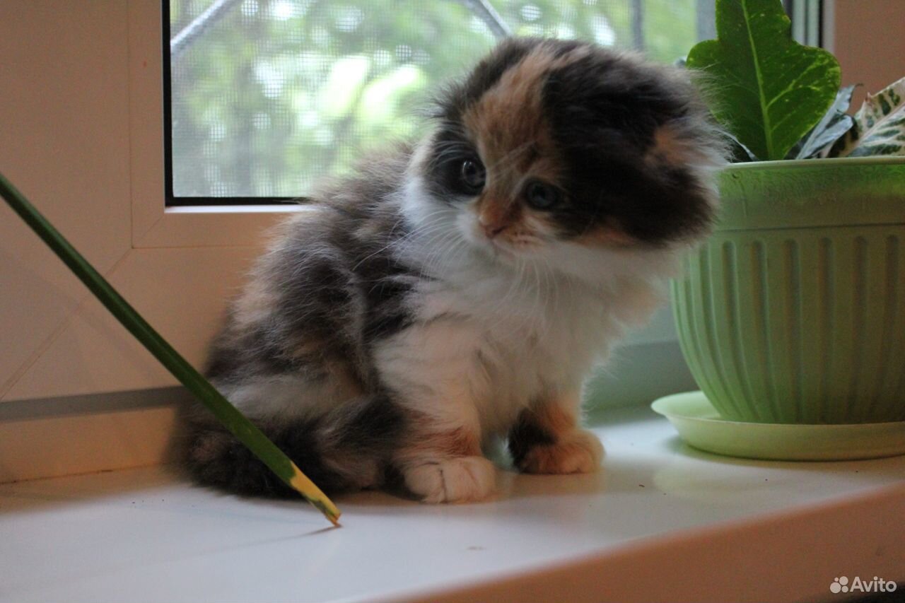 Нарядная хайленд