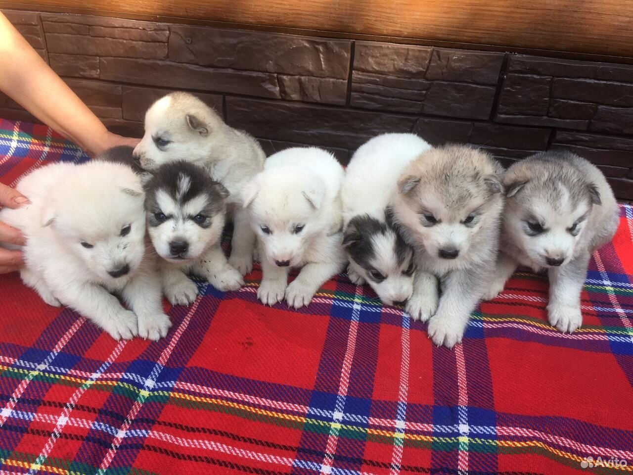 Щенки Сибирской Хаски