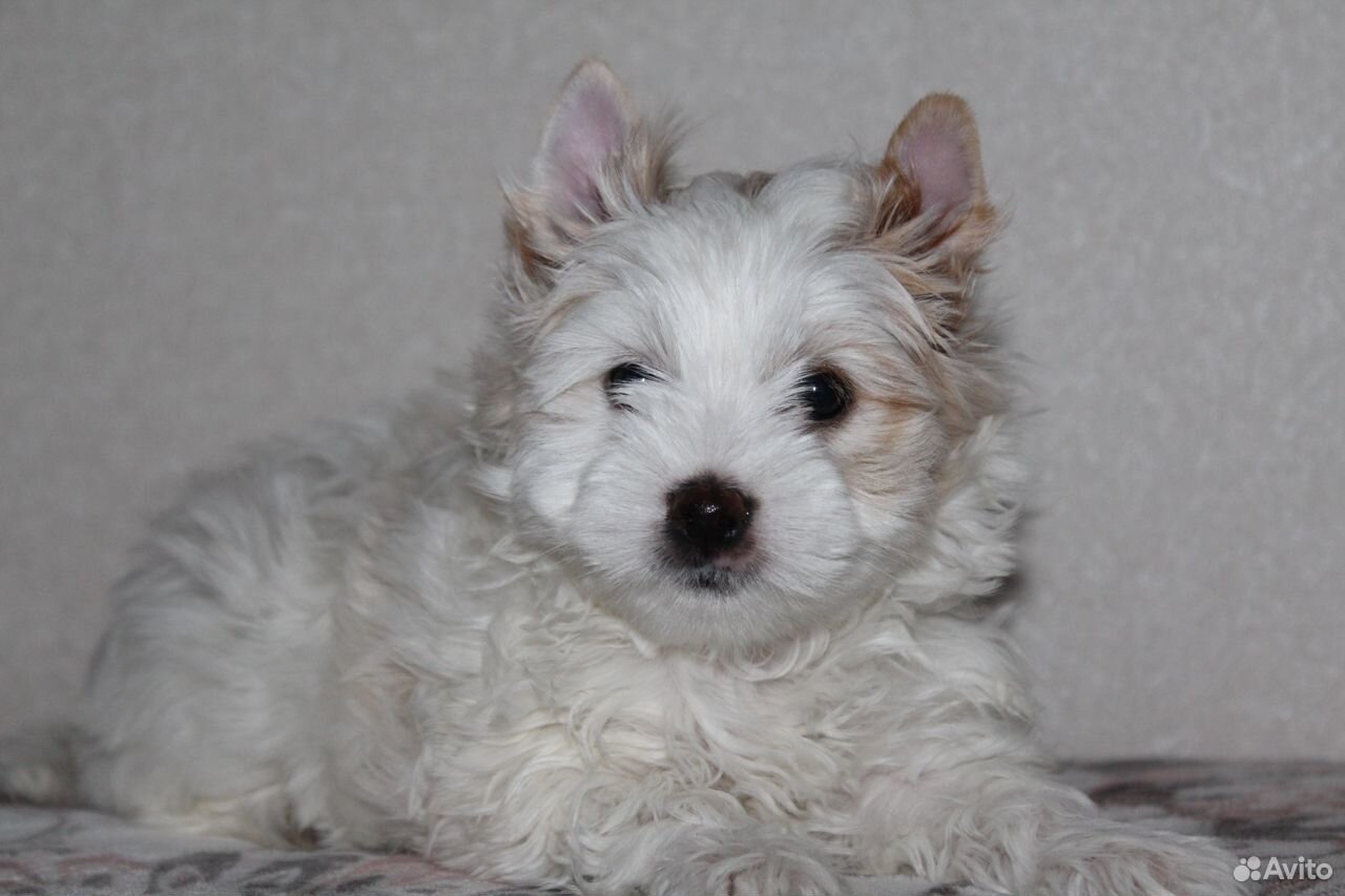 Голдаст йоркширский терьер