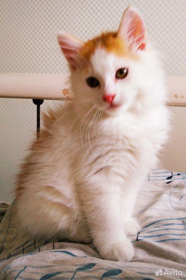 Котята курильского бобтейла