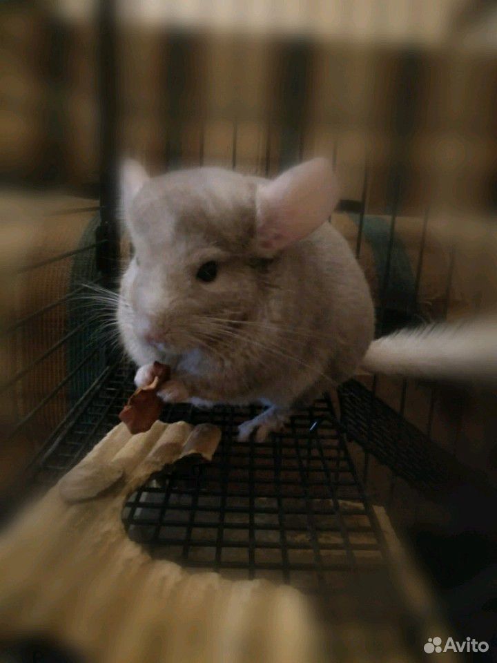 Шиншила мальчик