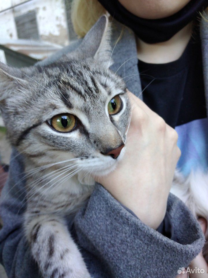 Кот