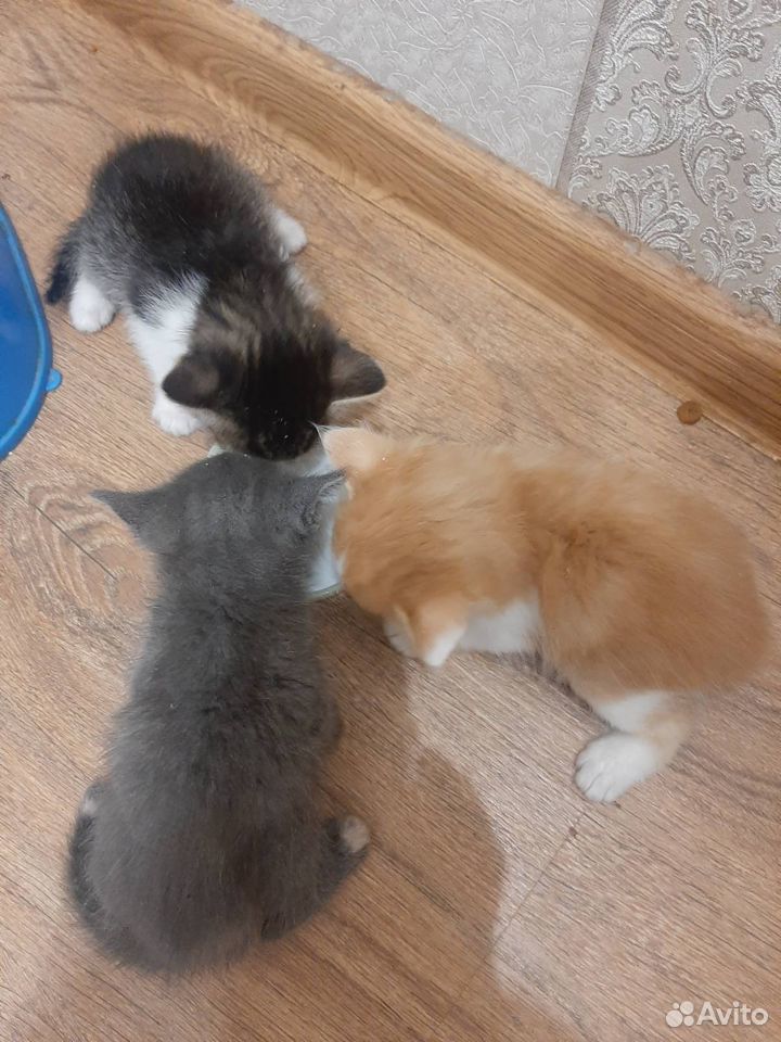 Милые пушистики ищут заботливого хозяина