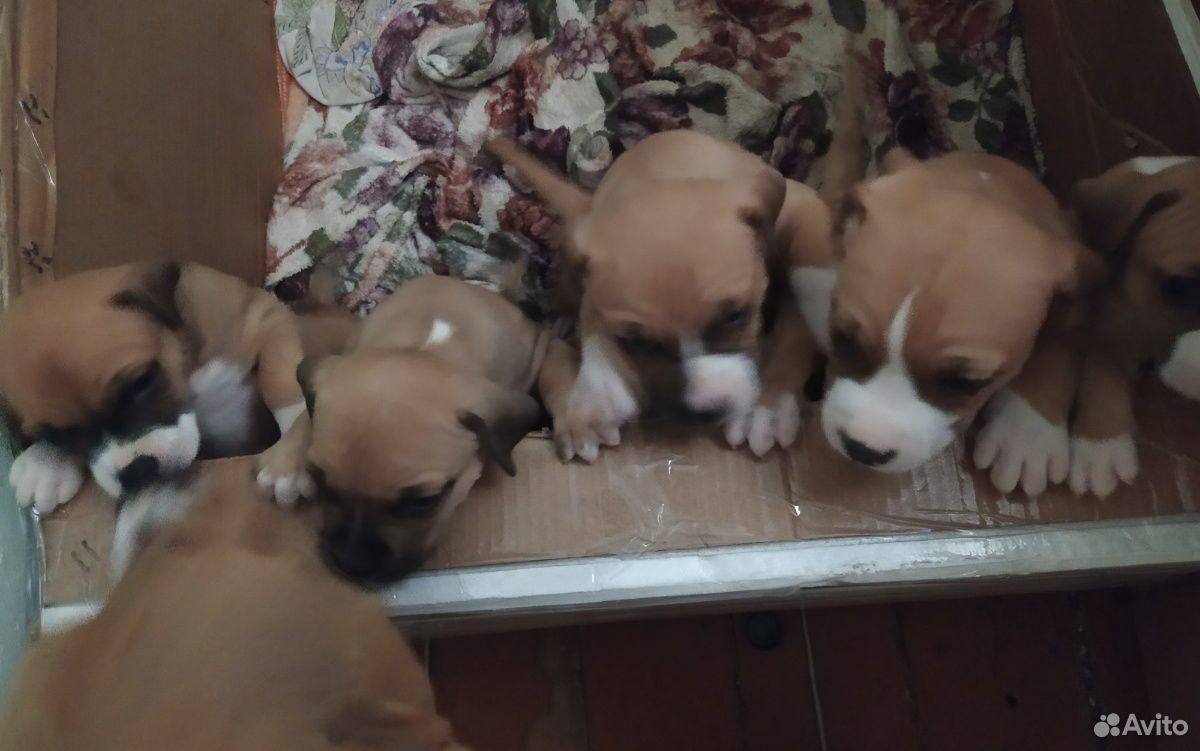 Американский Стаффордширский терьер