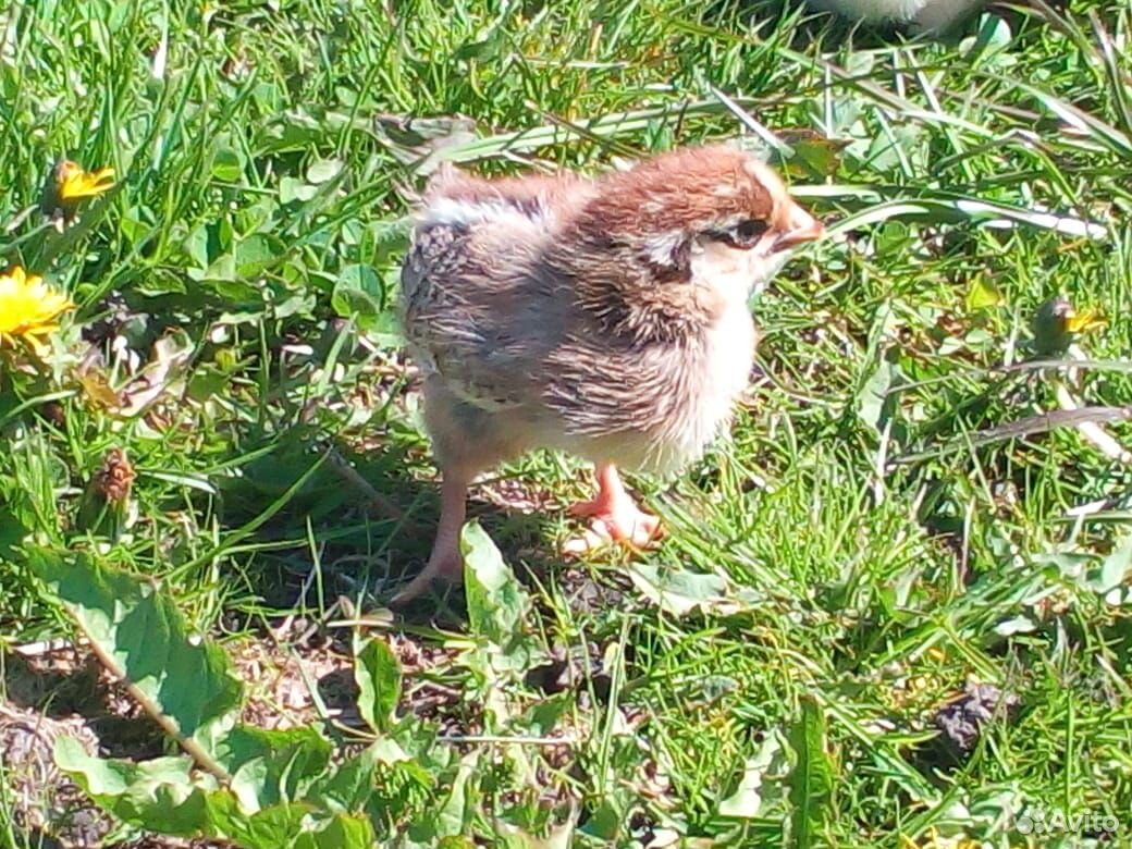 Цыплята Белифельдер Ливенская ситцевая