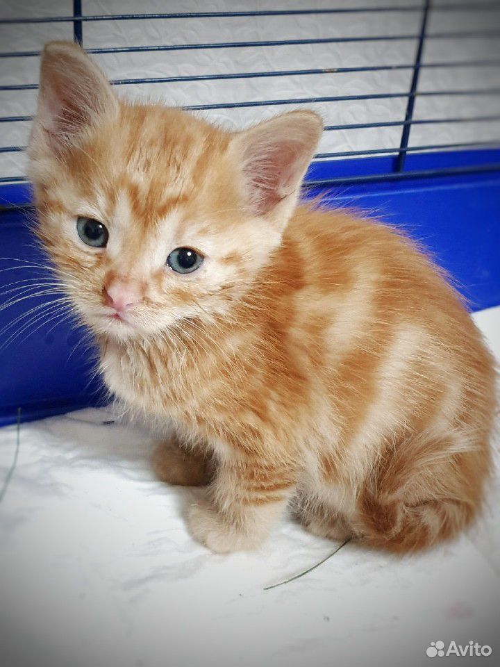 Апельсин ждет хозяев. Котенок, 2 месяца