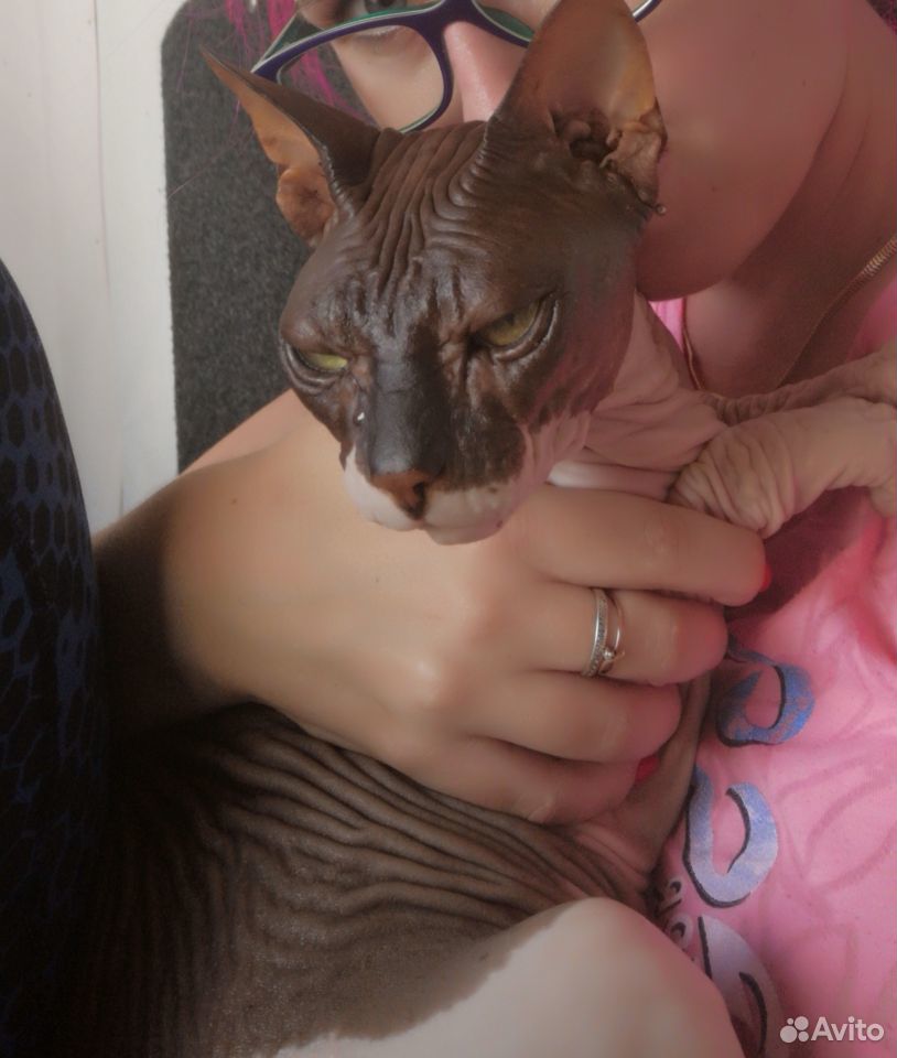 Потерялся кот сфинкс