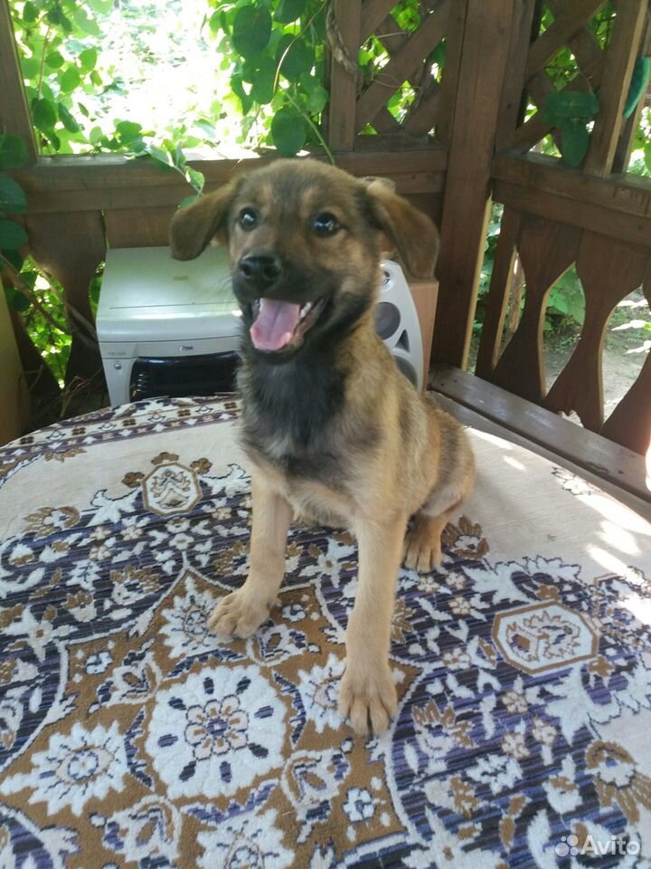 Щенок в добрые руки