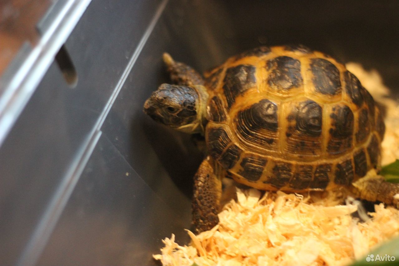 Сухопутная черепашка с террариумом