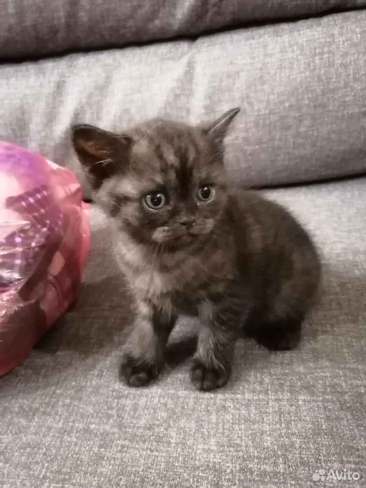 Шотландские