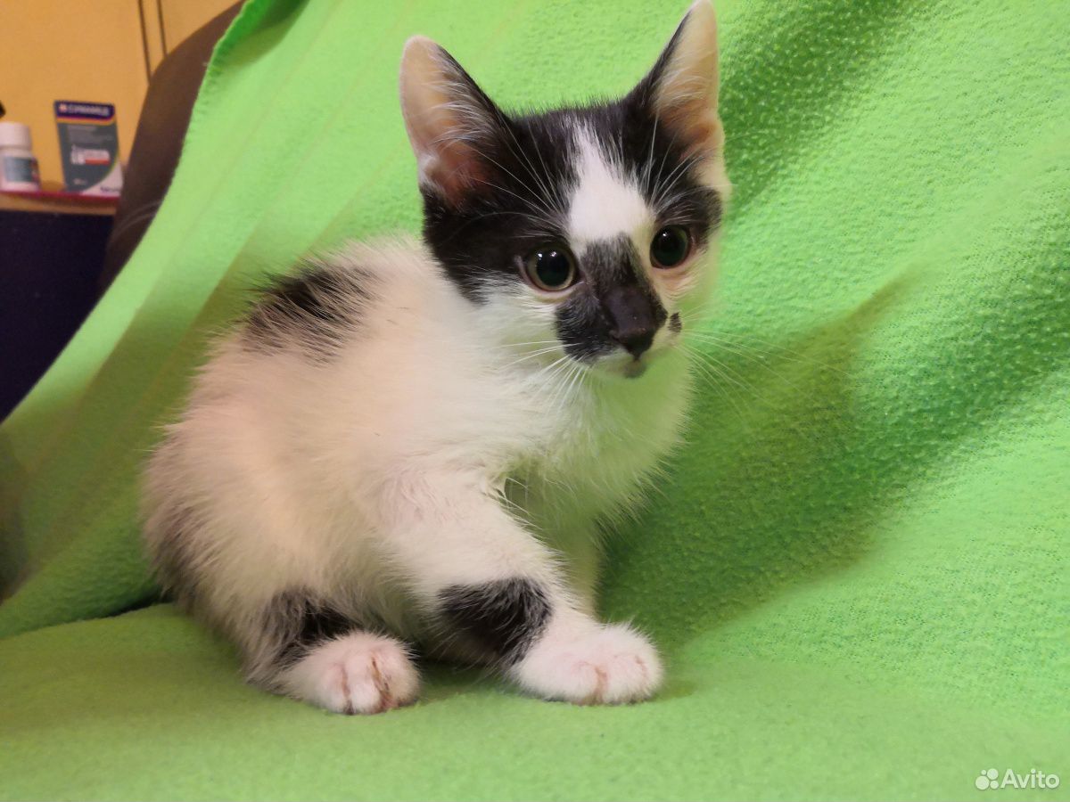 Котенок в дар