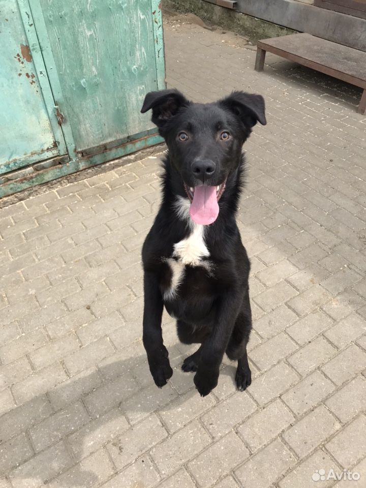 Щенок мальчик