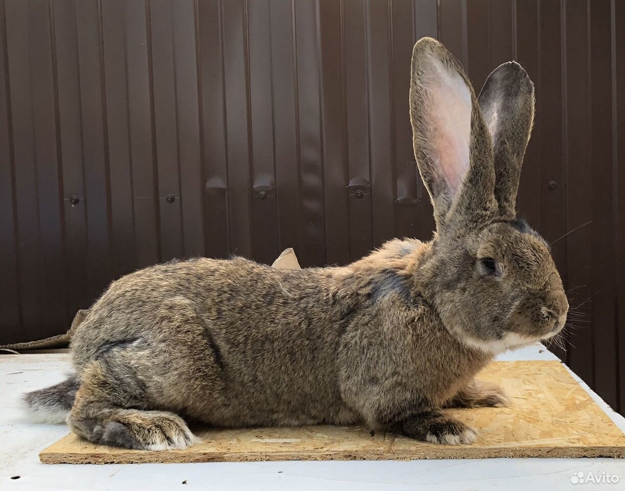 Самец Фландер