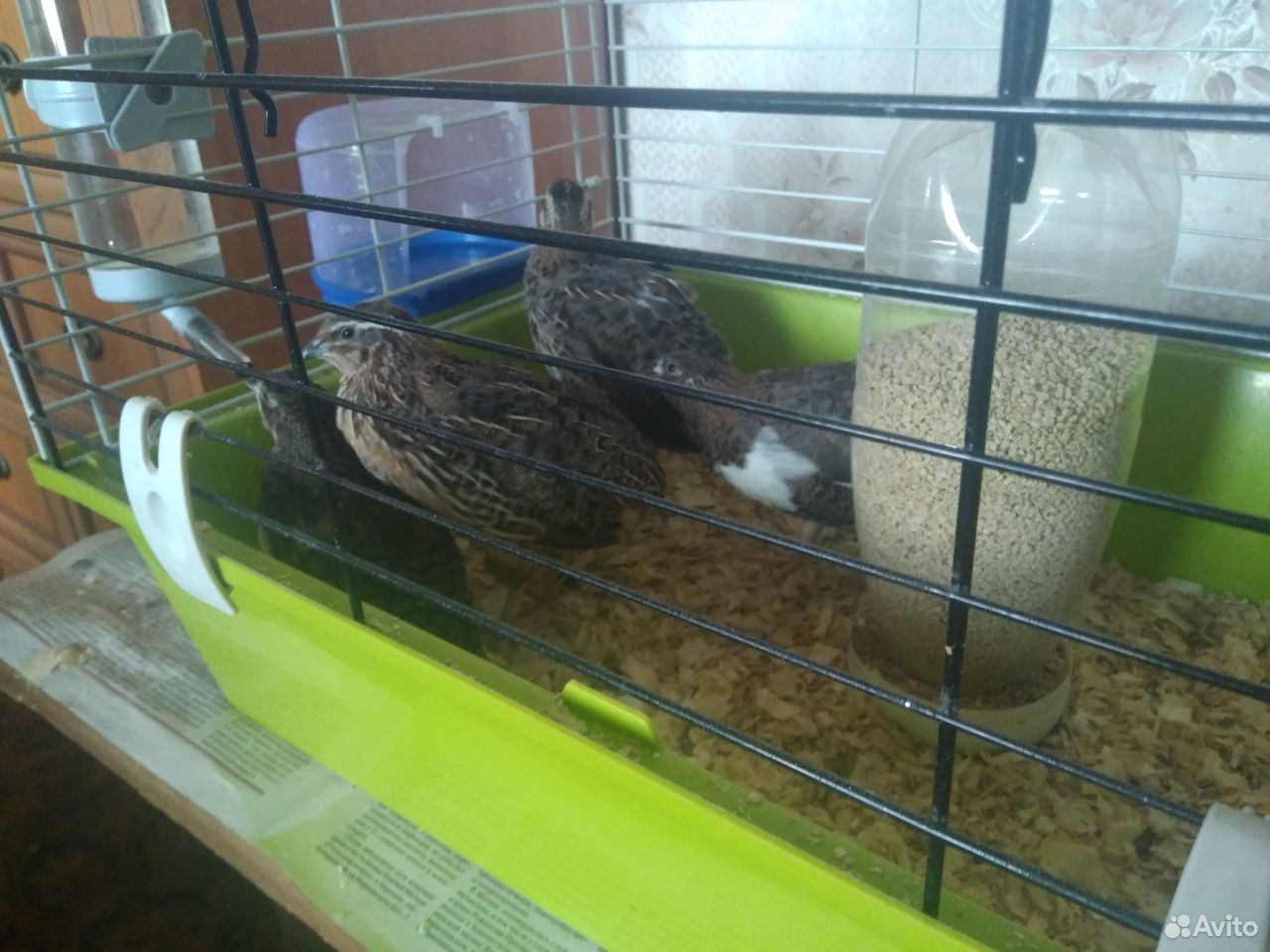 4 перепела (3 самки и 1 самец)