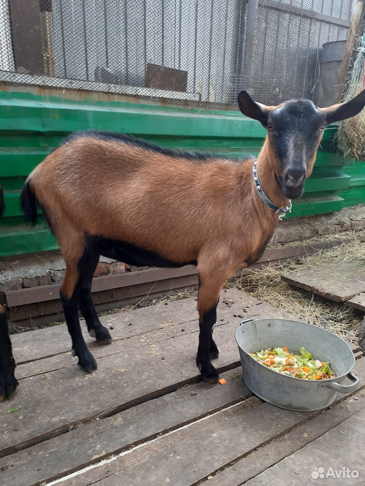 Продам козочку (Чешской породы)