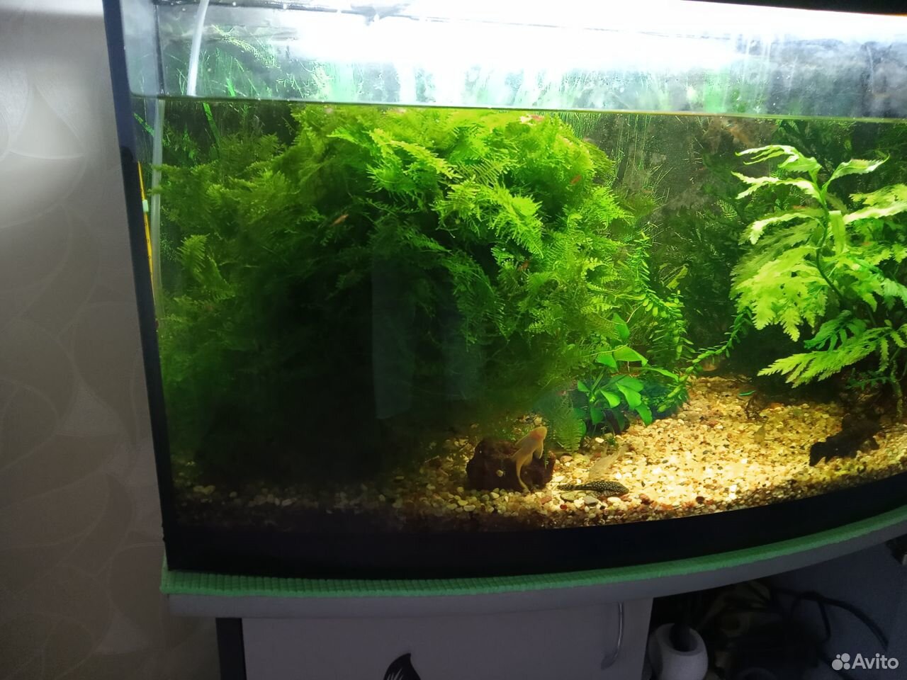 Мох треугольный