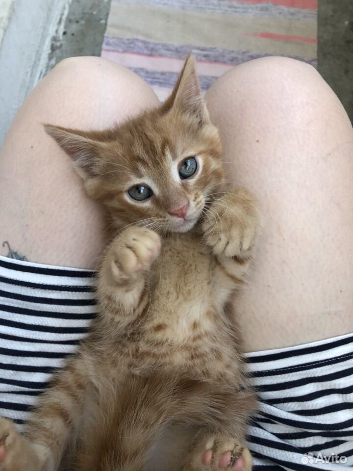Отдам рыжего котенка по кличке Имбирь