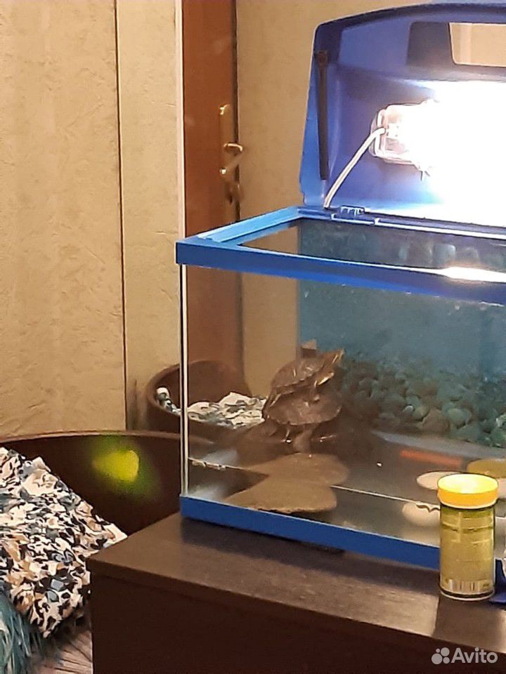 Красноухая черепаха 2 шт