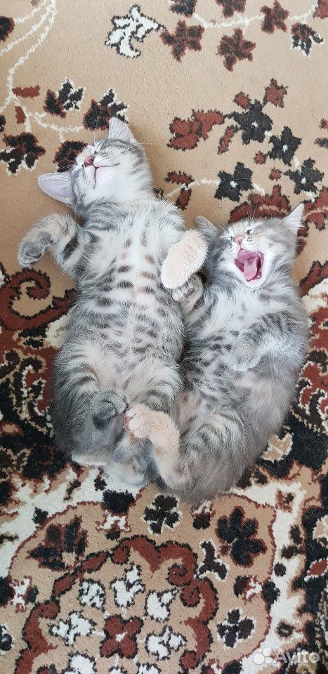 Курильский бобтейл