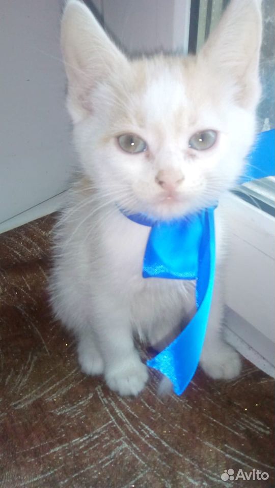 Маленький котик - родился на Благовещенье