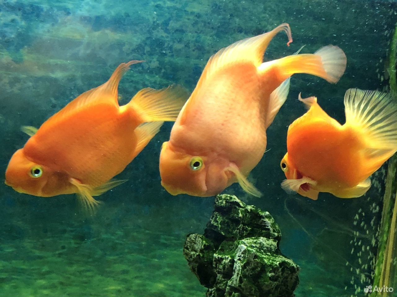 Рыбки попугаи
